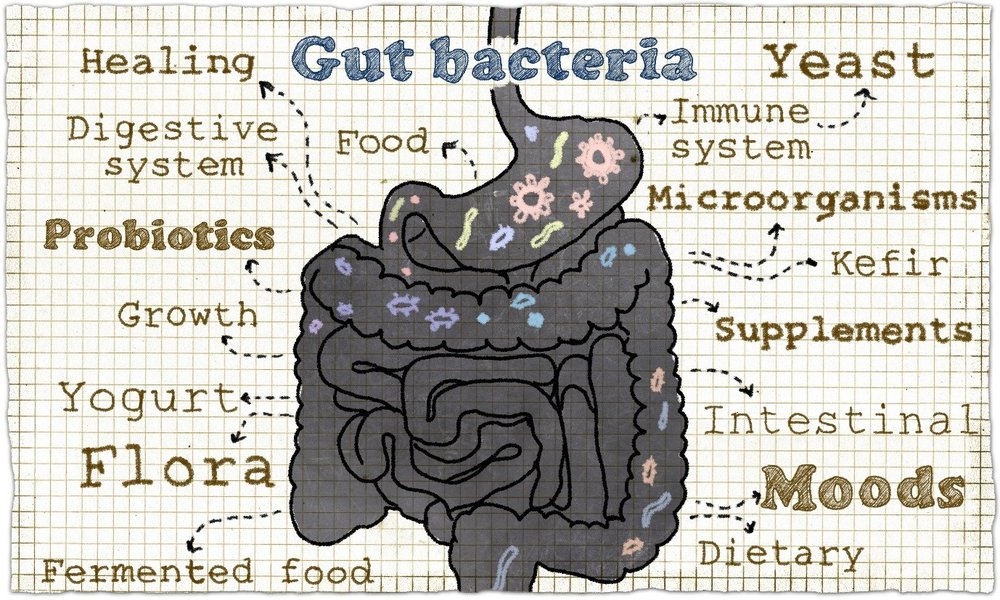 What exactly is gut health? | The Gut Health Doctor