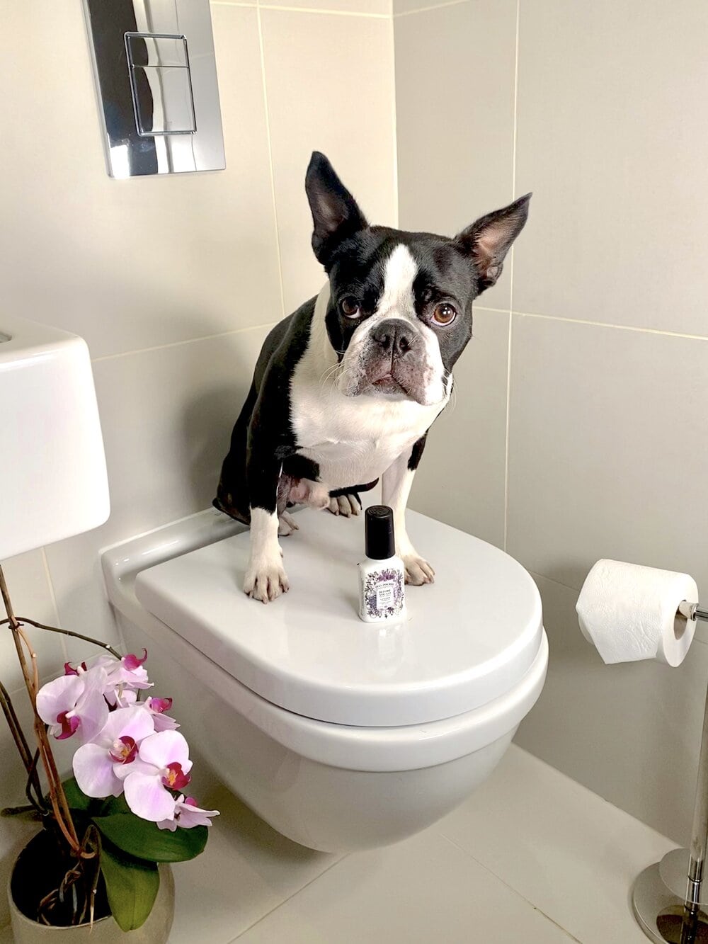 World Digestive Health Day: how to be a good pooper! | The Gut Health ...